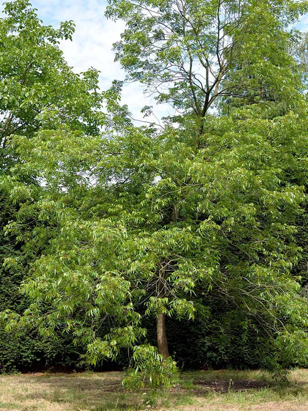 Wasser-Hickory (Carya aquatica)