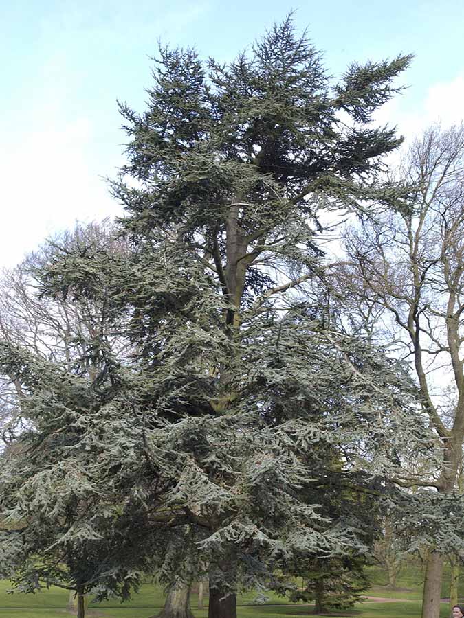 Cedar Atlantica Glauca Cedrus Atlantica Glauca Pendula (Weeping Blue