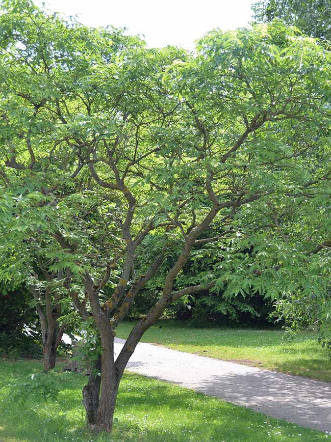 Chinesischer Korkbaum (Phellodendron chinense)