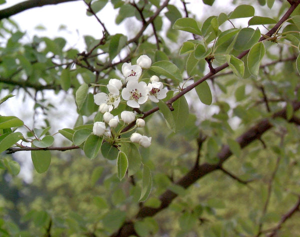 Holzbirne (Pyrus pyraster)